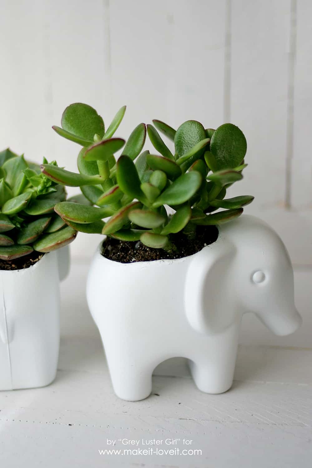 20 Unique & Fun DIY Succulent Planters