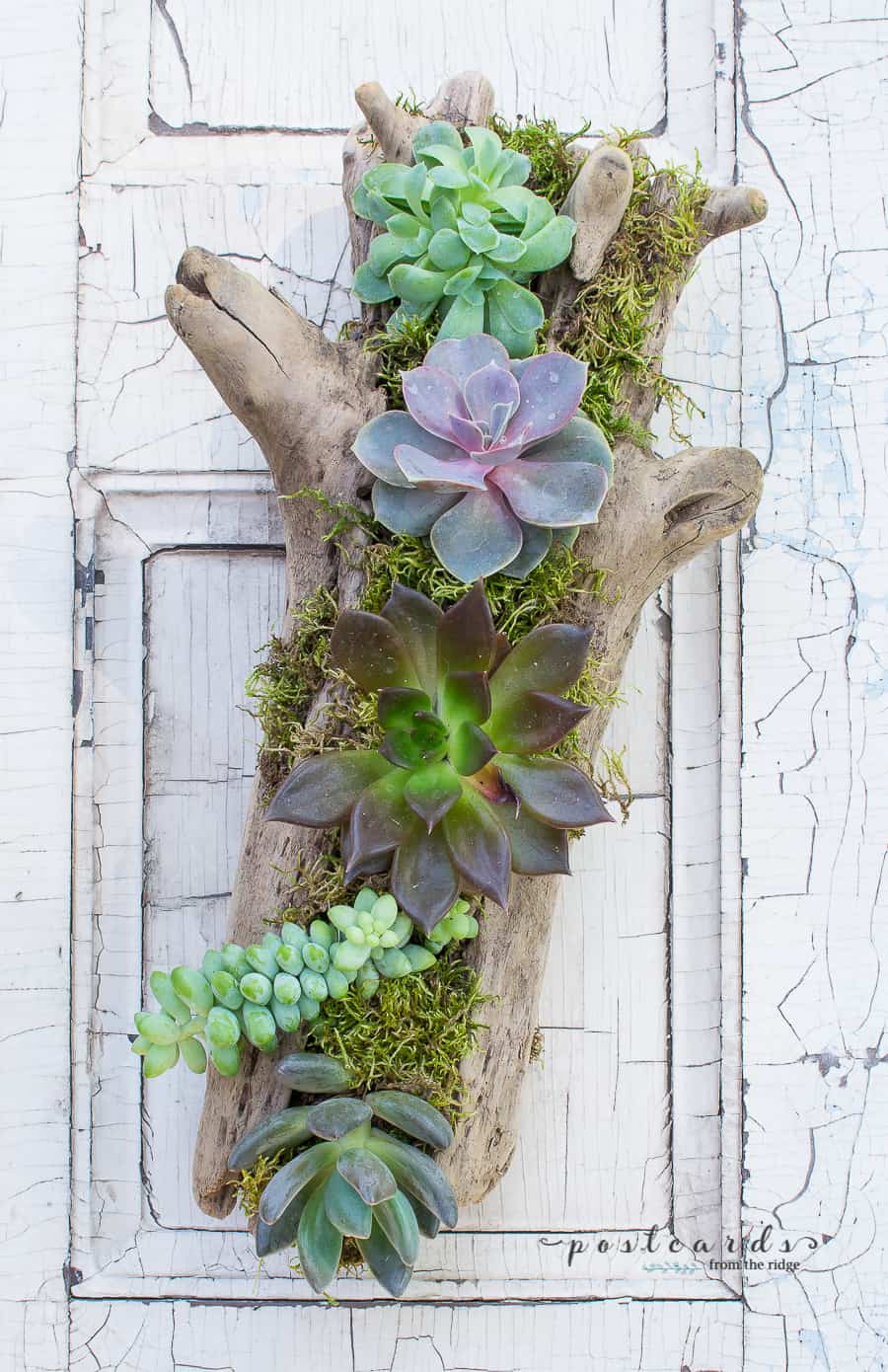 20 Unique & Fun DIY Succulent Planters
